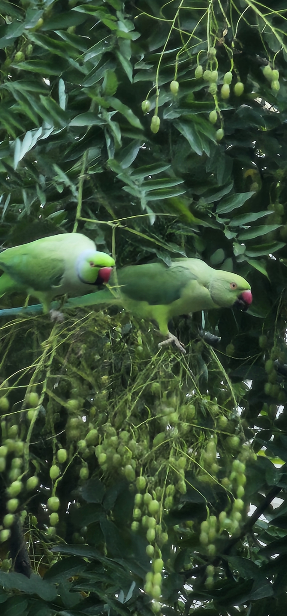 11.22.24-Al Batt - Radio Mankato